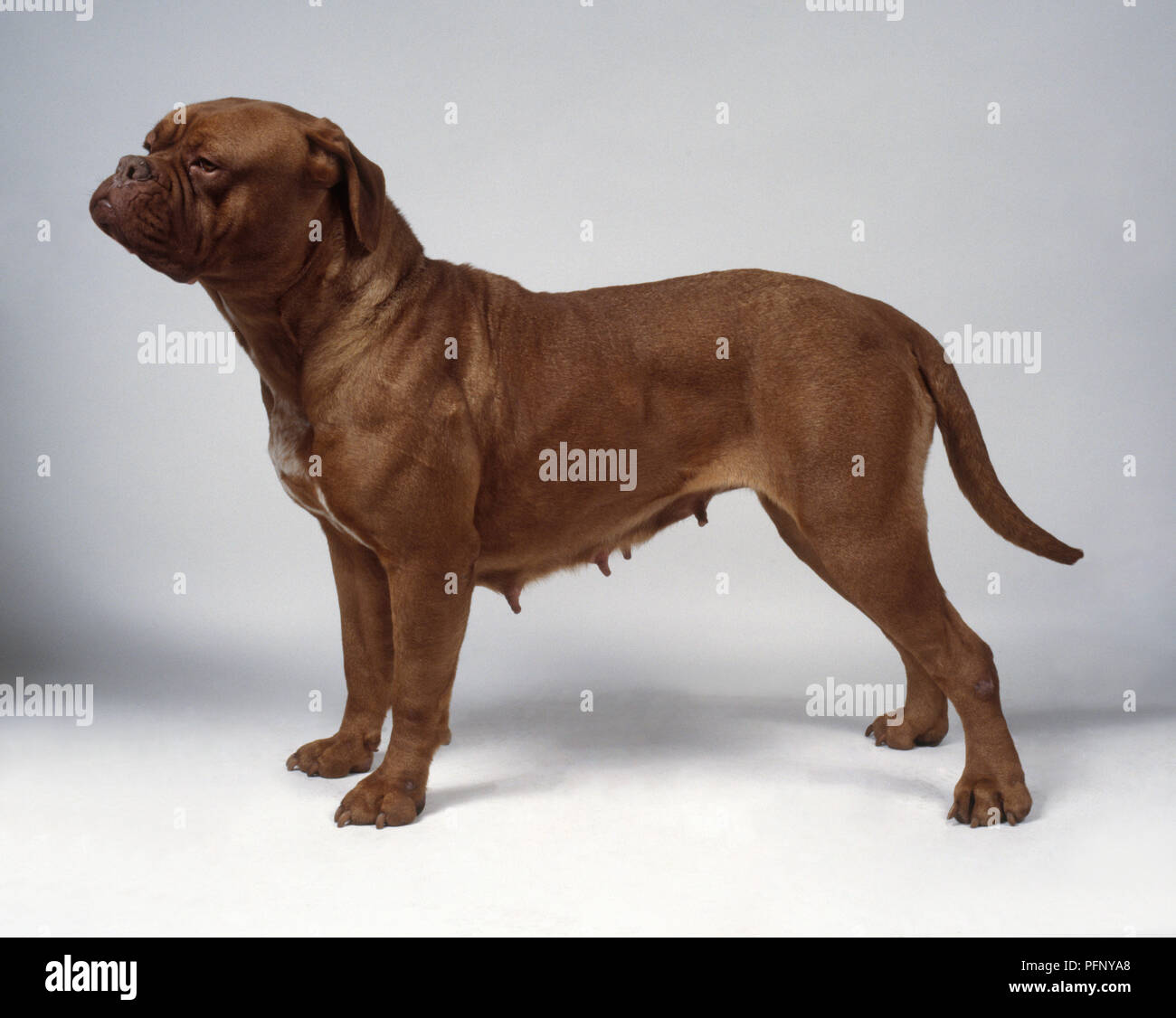 Mastiff female hi-res stock photography and images - Alamy
