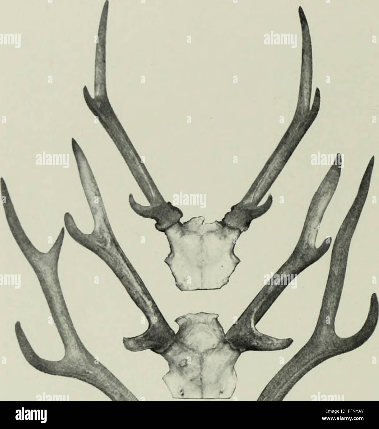 This comprehensive history covers the family Cervidae, examining both ...