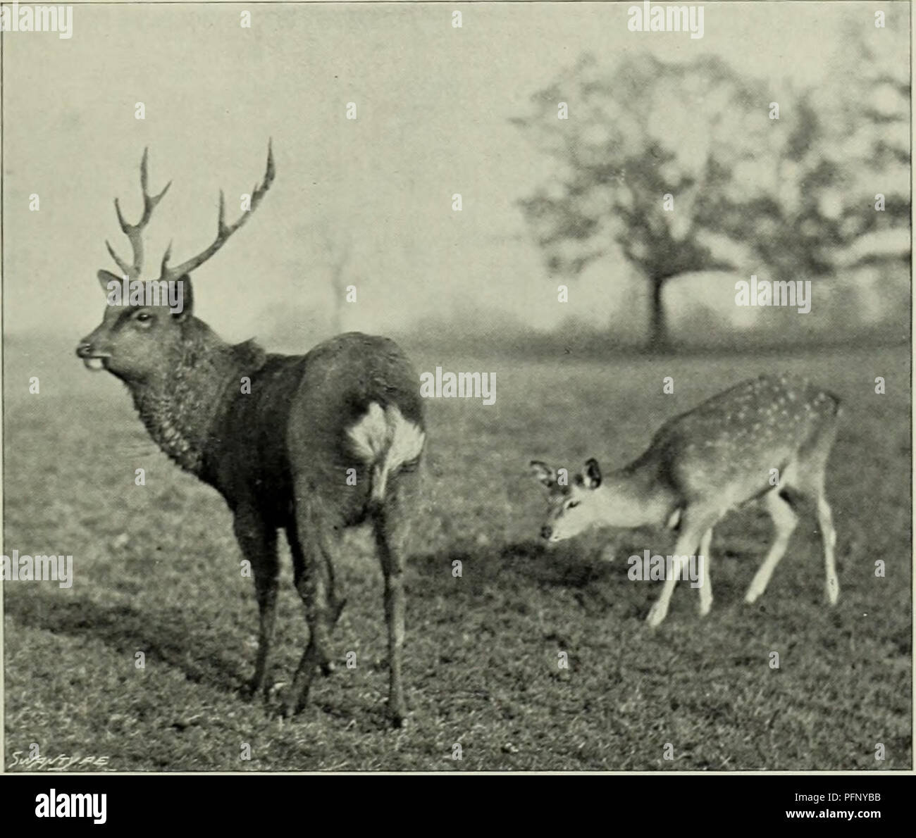 This work traces the history of the Cervidae family, focusing on both ...