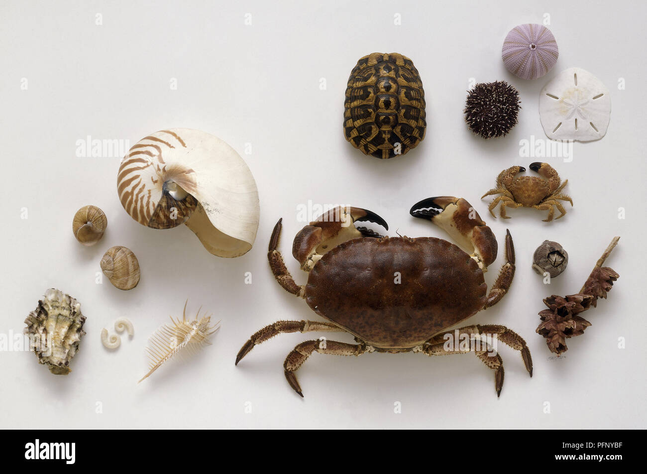 Turtle barnacle hi-res stock photography and images - Alamy