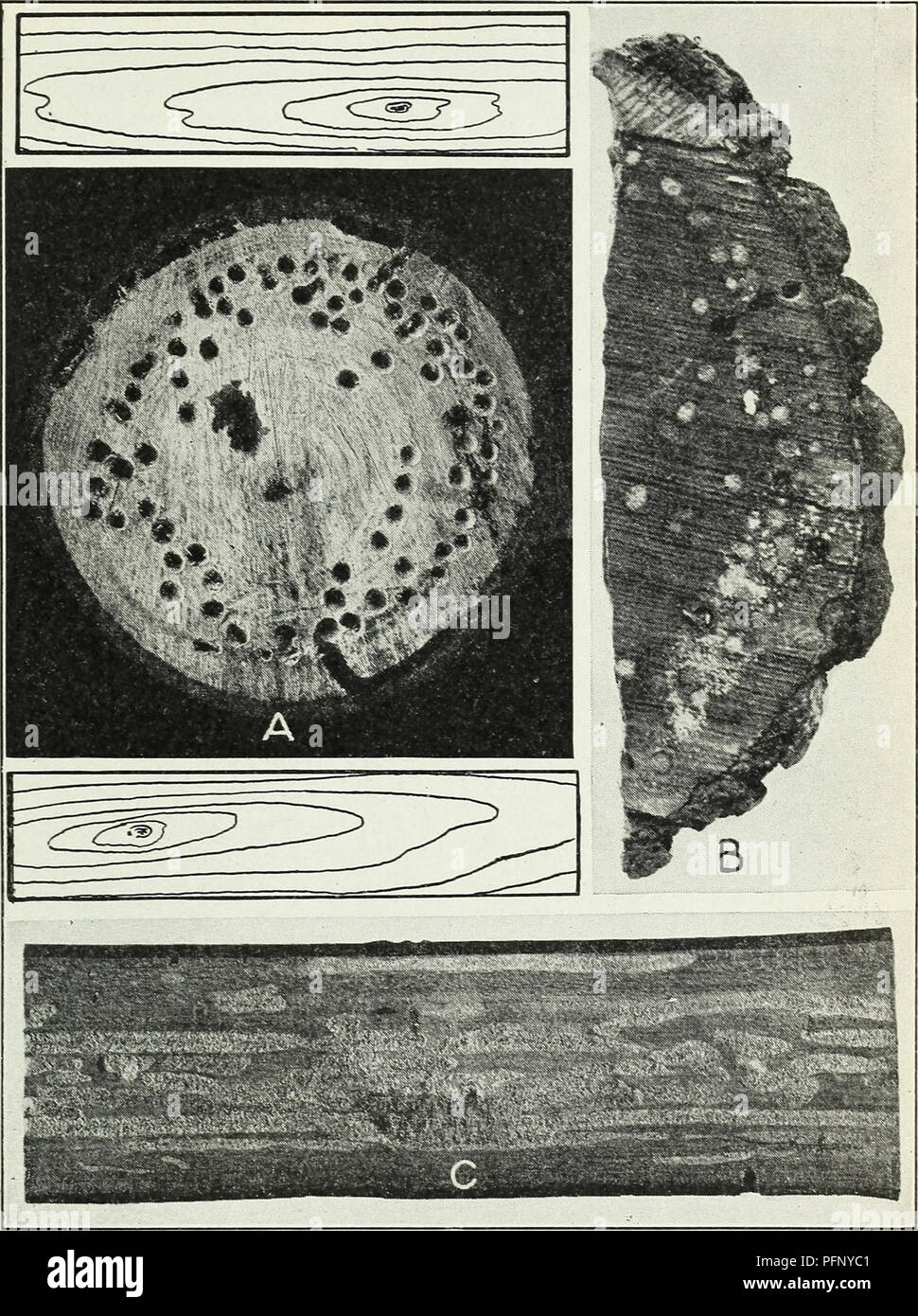This image details the types of defects caused by insects in seasoned ...