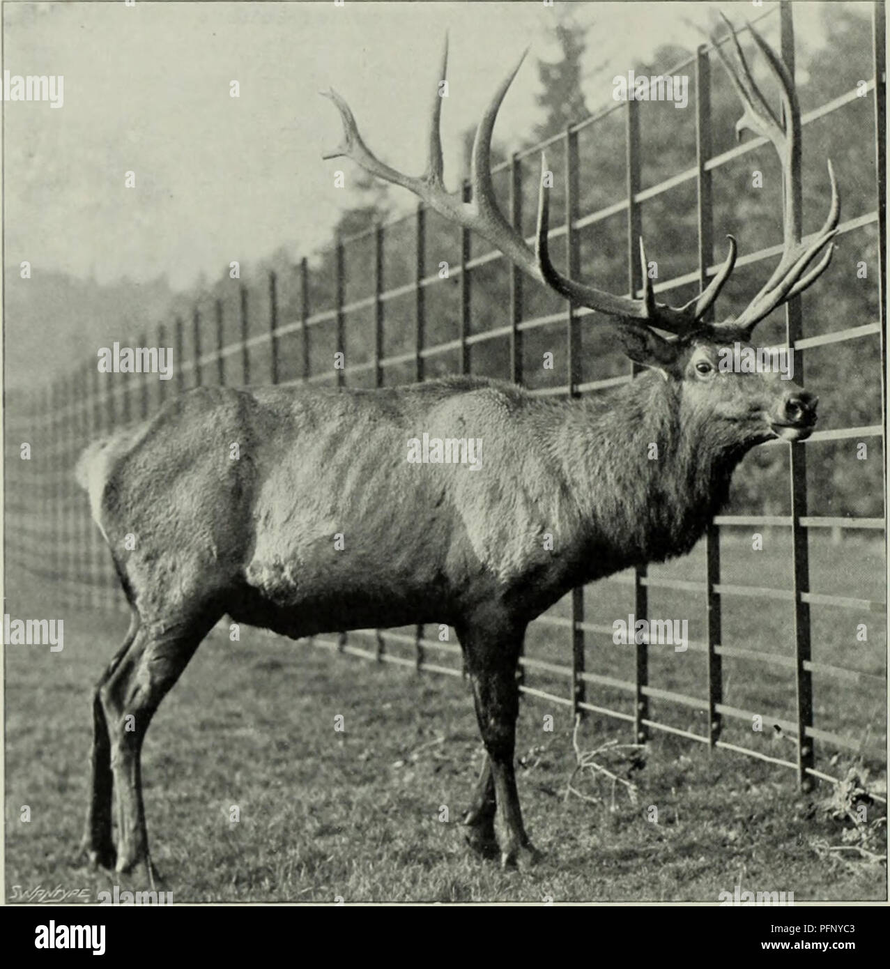 . The deer of all lands; a history of the family Cervidæ living and ...