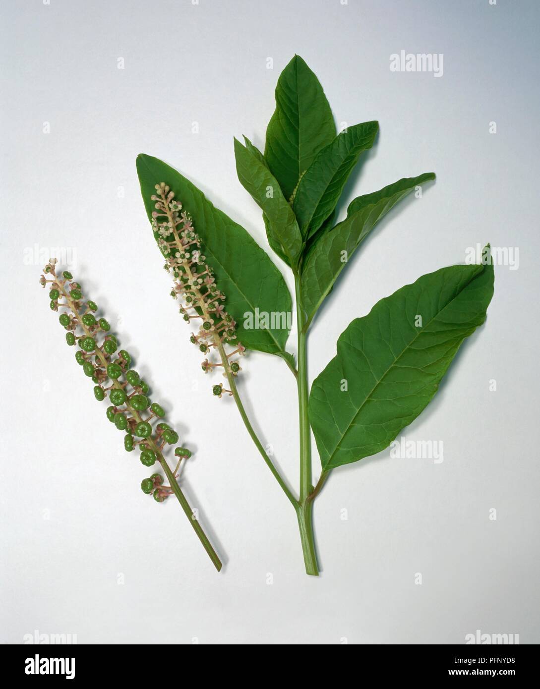 Phytolacca americana (American pokeweed), fruiting stalk with green ...