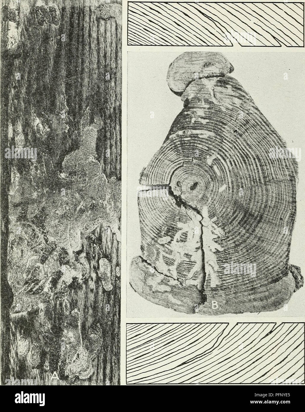 Basal decay hi-res stock photography and images - Alamy