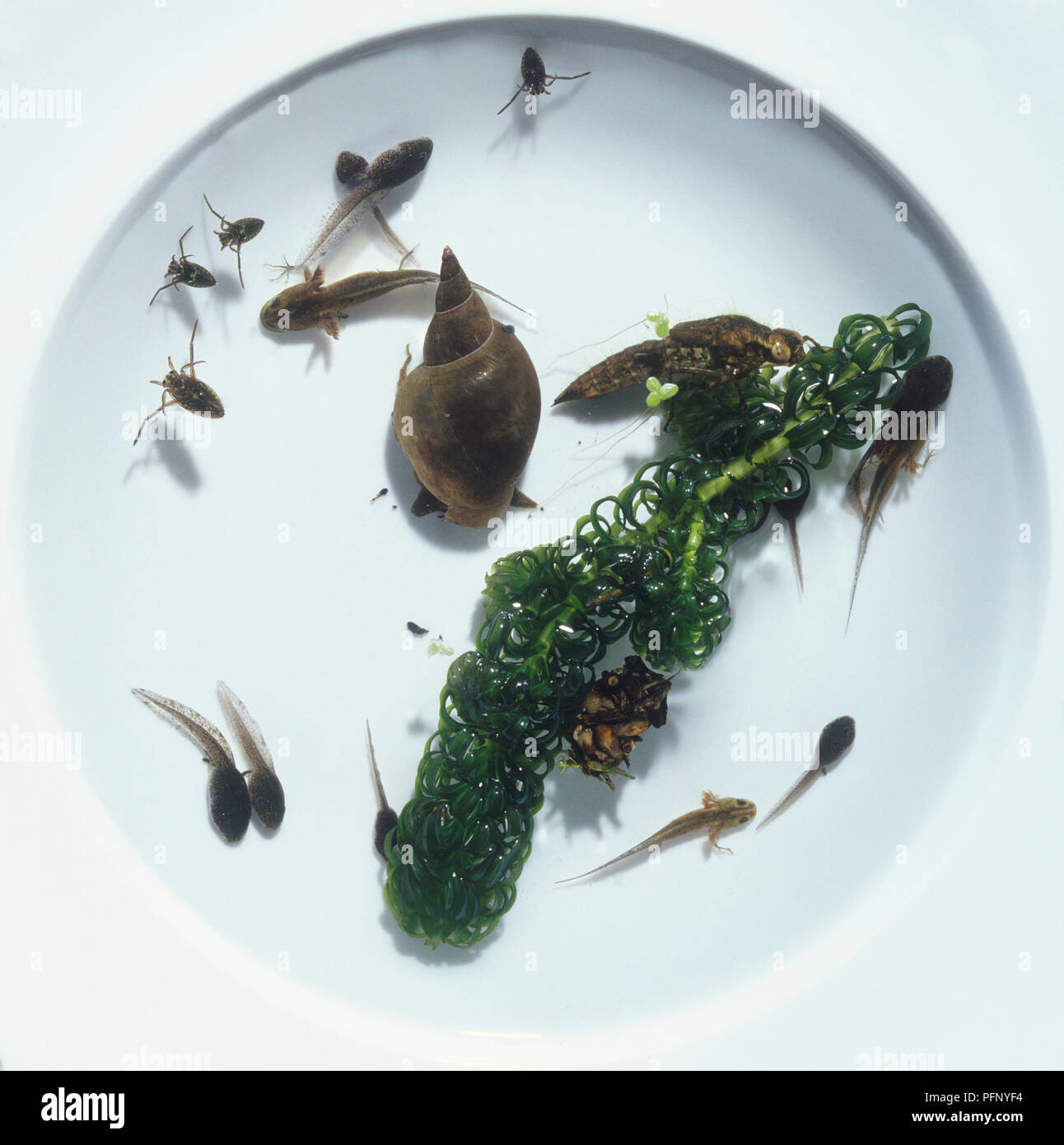 Petri dish containing pond snail, frog tadpoles, newt larva, water ...
