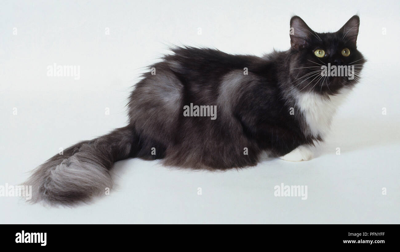 Black Smoke and White Maine Coon cat with well-tufted white paws and ...