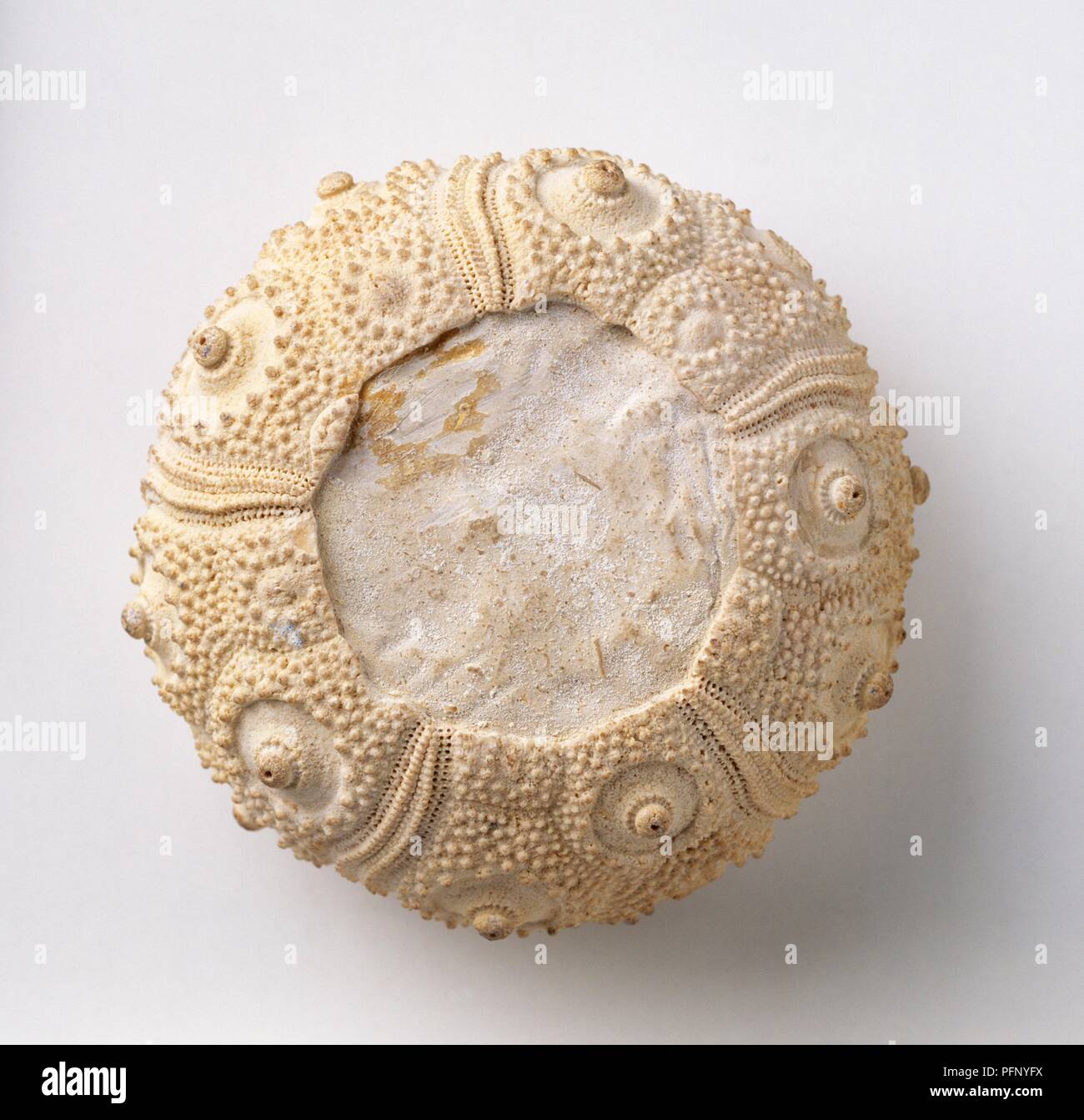 Fossilised Echinoid (Plegiocidaris) showing position of apical disc ...