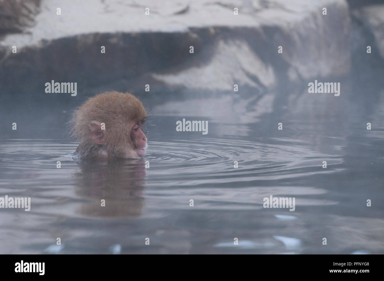 Japanese macaque or snow japanese monkey, baby, in onsen (Macaca ...