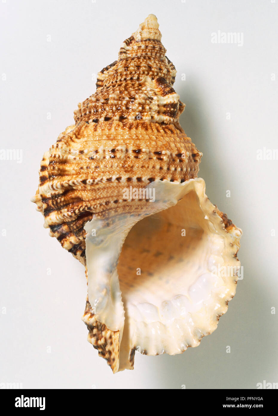 Giant Frog Shell Stock Photo - Alamy