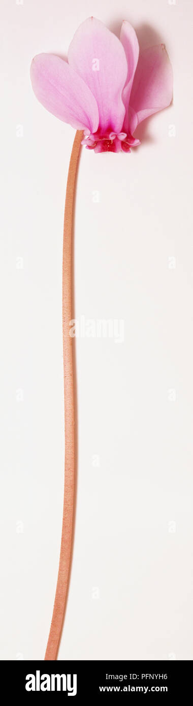 Ear Like Petals High Resolution Stock Photography and Images - Alamy