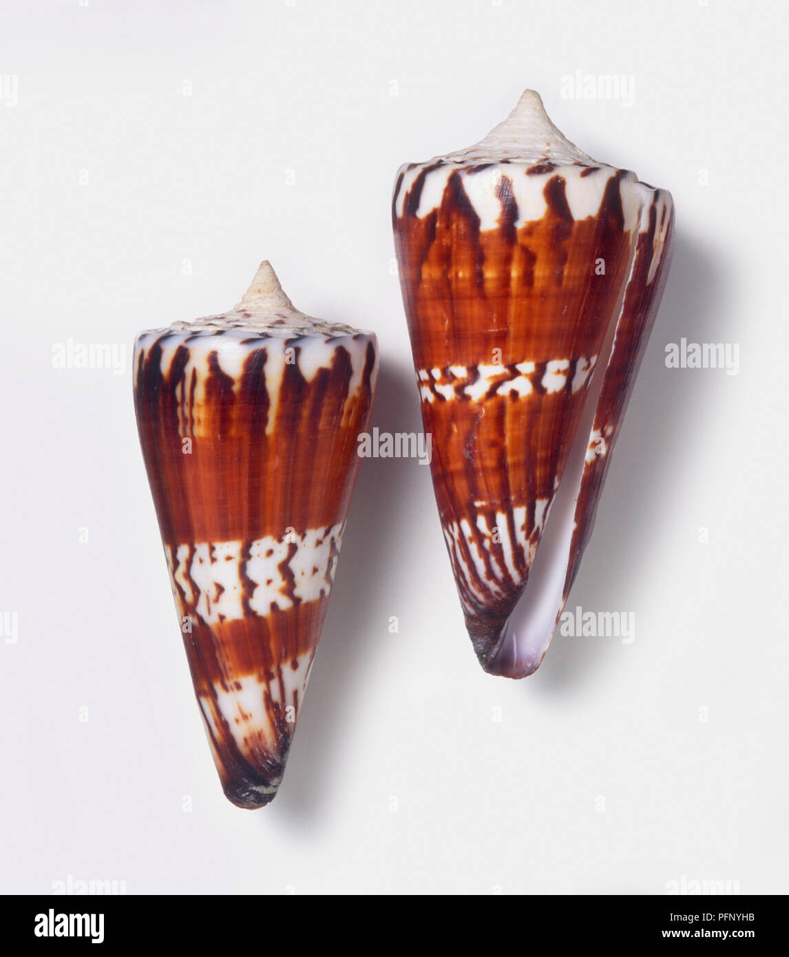 Two General cone shells (Conus generalis Stock Photo - Alamy