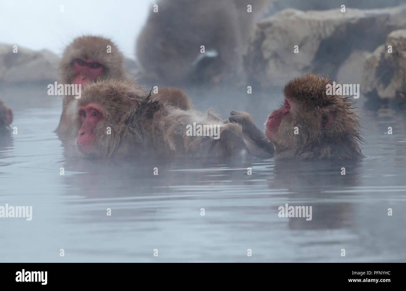 Japanese macaque or snow japanese monkey in onsen (Macaca fuscata ...