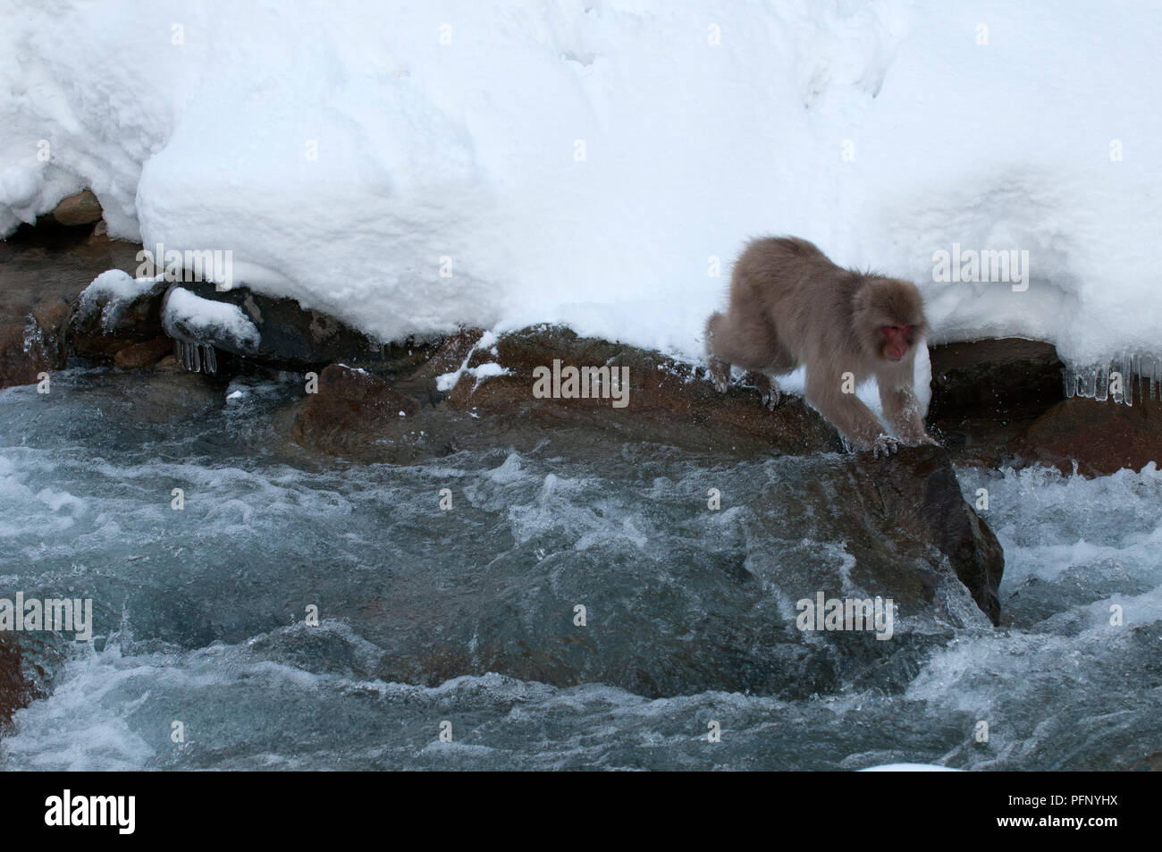 Japanese macaque or snow japanese monkey jumping the river (Macaca ...