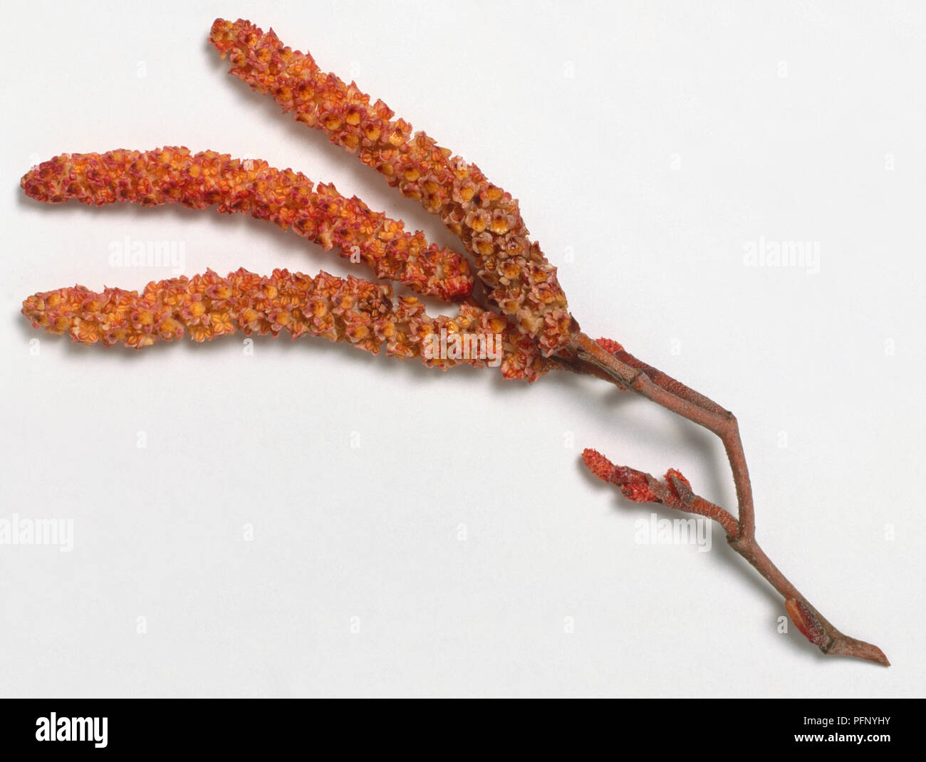 Betulaceae, Alnus incana 'Aurea', Grey Alder, leafless branch tip ...