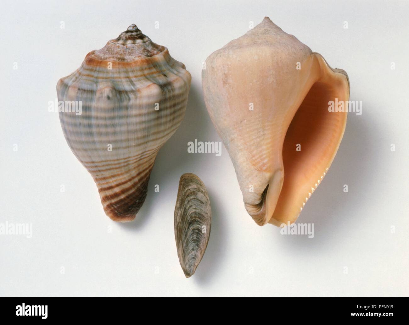 Melongena shell hi-res stock photography and images - Alamy