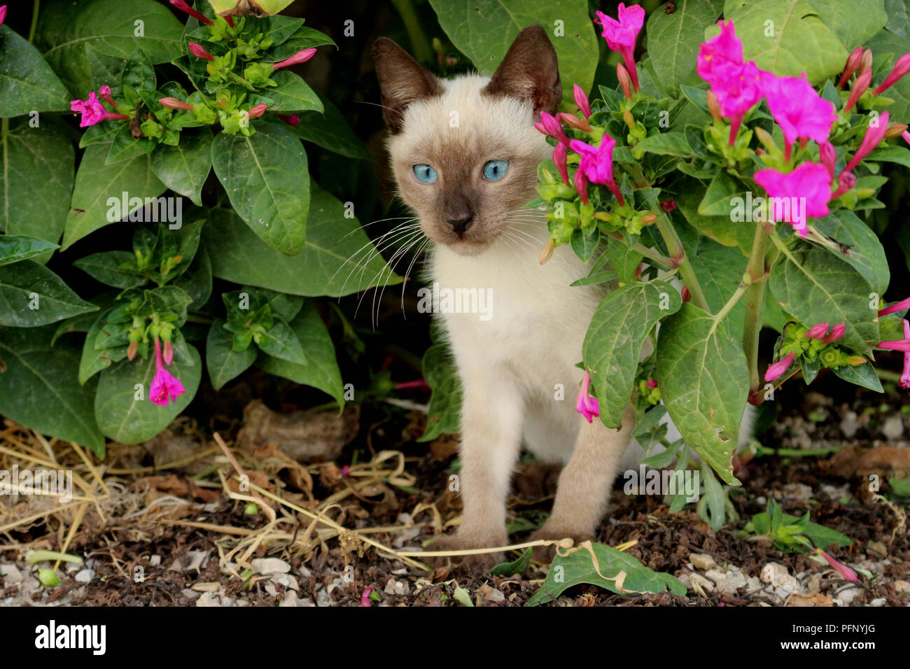 thai kitten, seal point, 10 weeks old, sitting under a bush Stock Photo ...