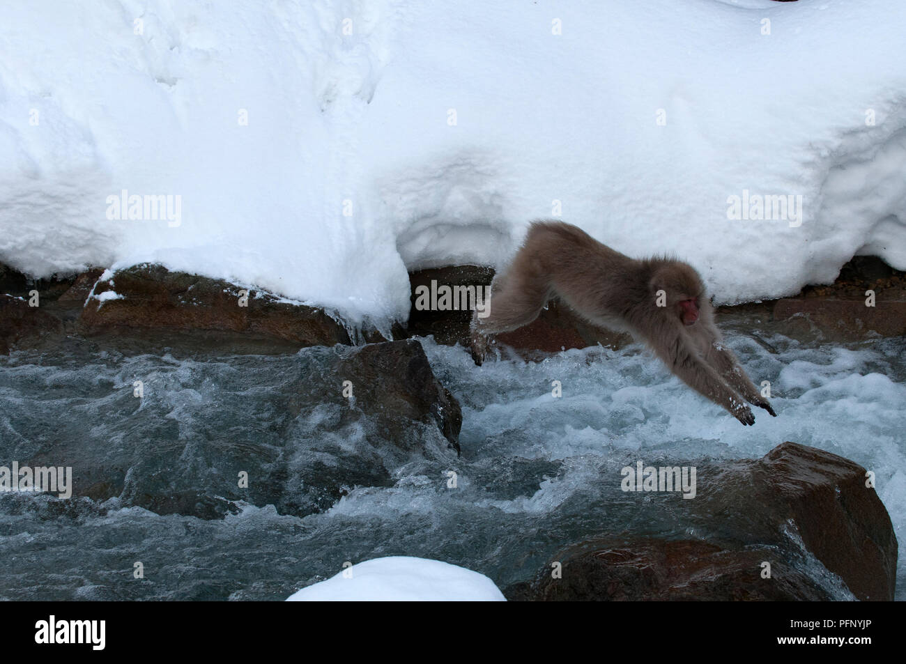 Japanese macaque or snow japanese monkey jumping the river (Macaca ...