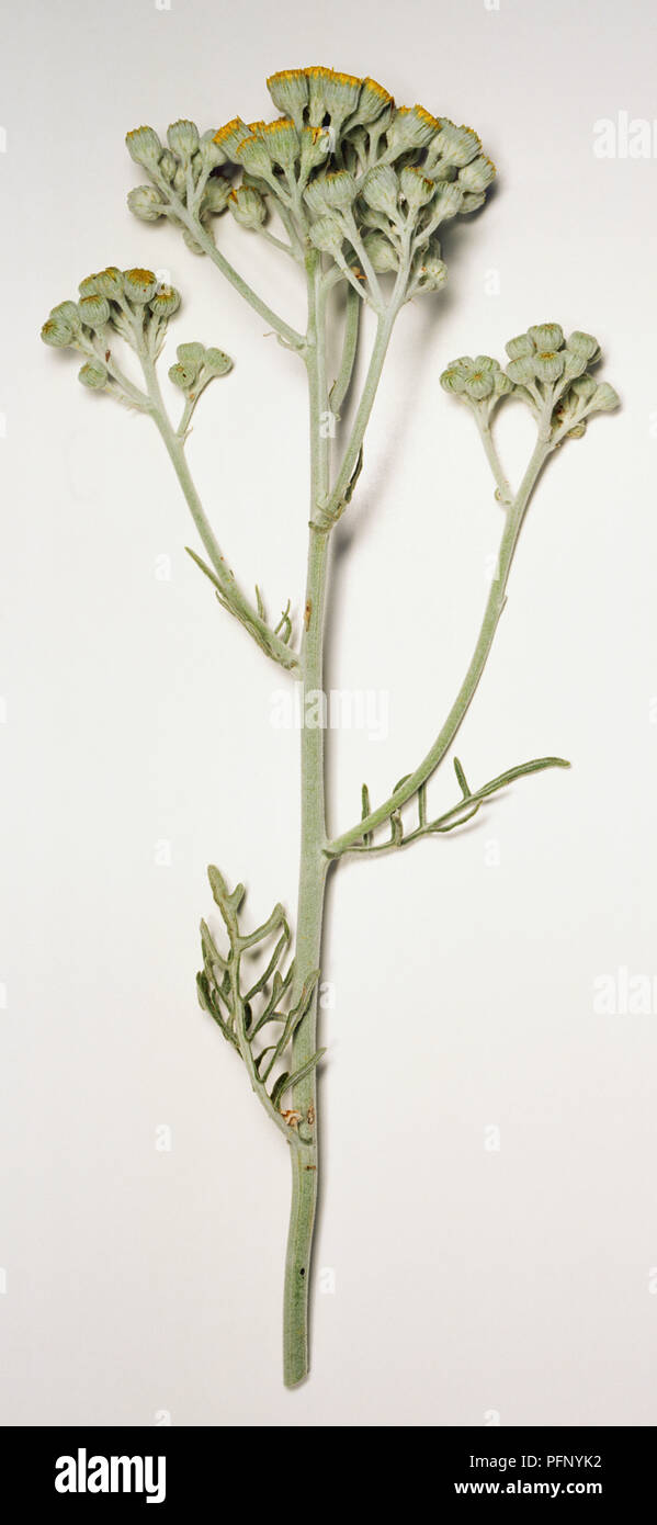 Senecio cineraria, silver ragwort stem with yellow flower-head in flat ...
