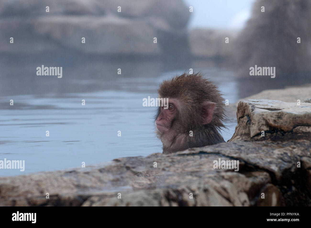 Japanese macaque or snow japanese monkey, baby, in onsen, playing with ...