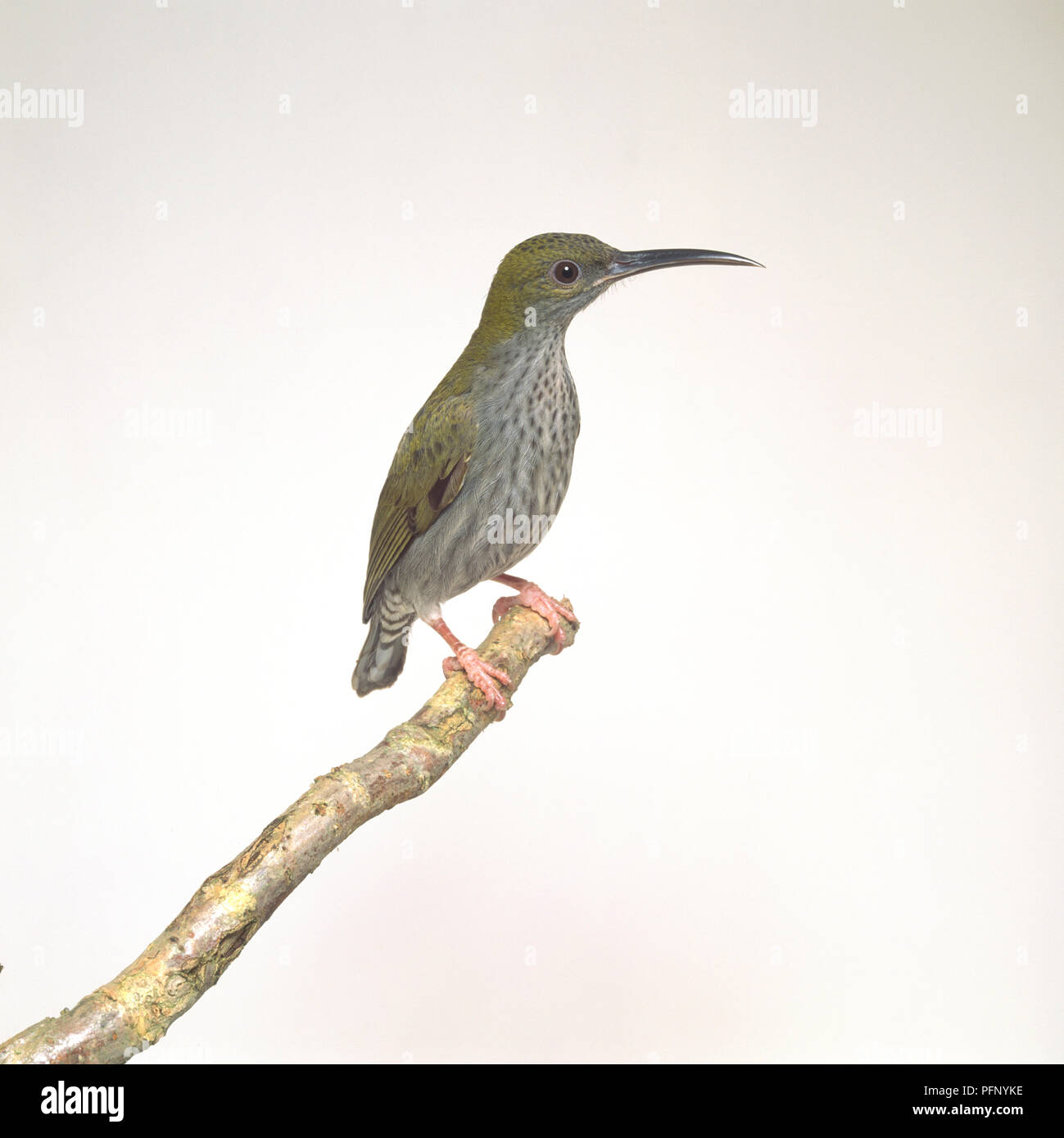 Grey-Breasted Spiderhunter (Arachnothera modesta), perching on branch ...