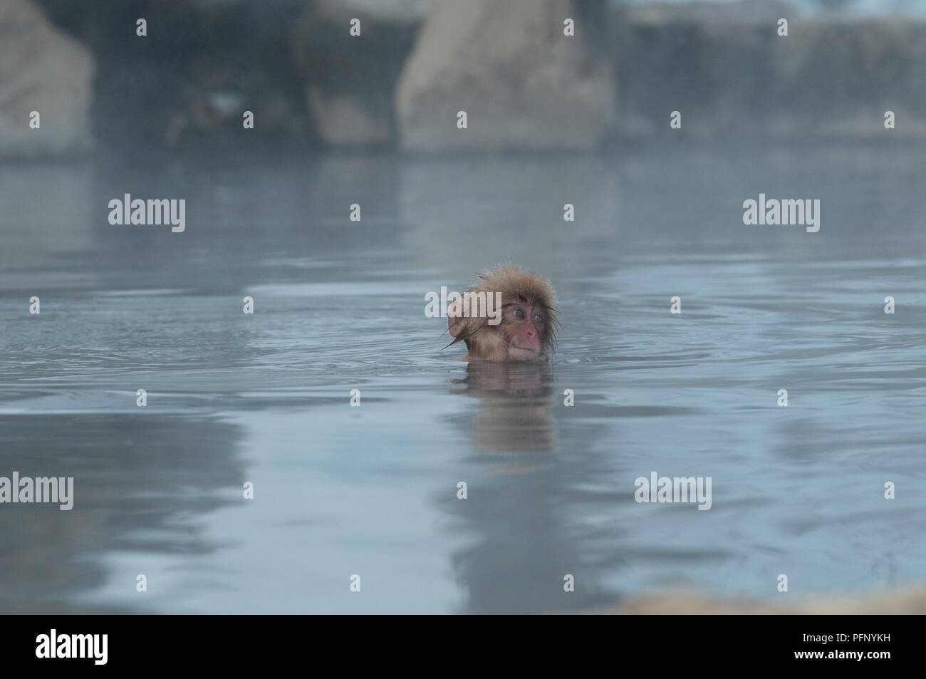 Japanese macaque or snow japanese monkey, baby, in onsen, playing with ...