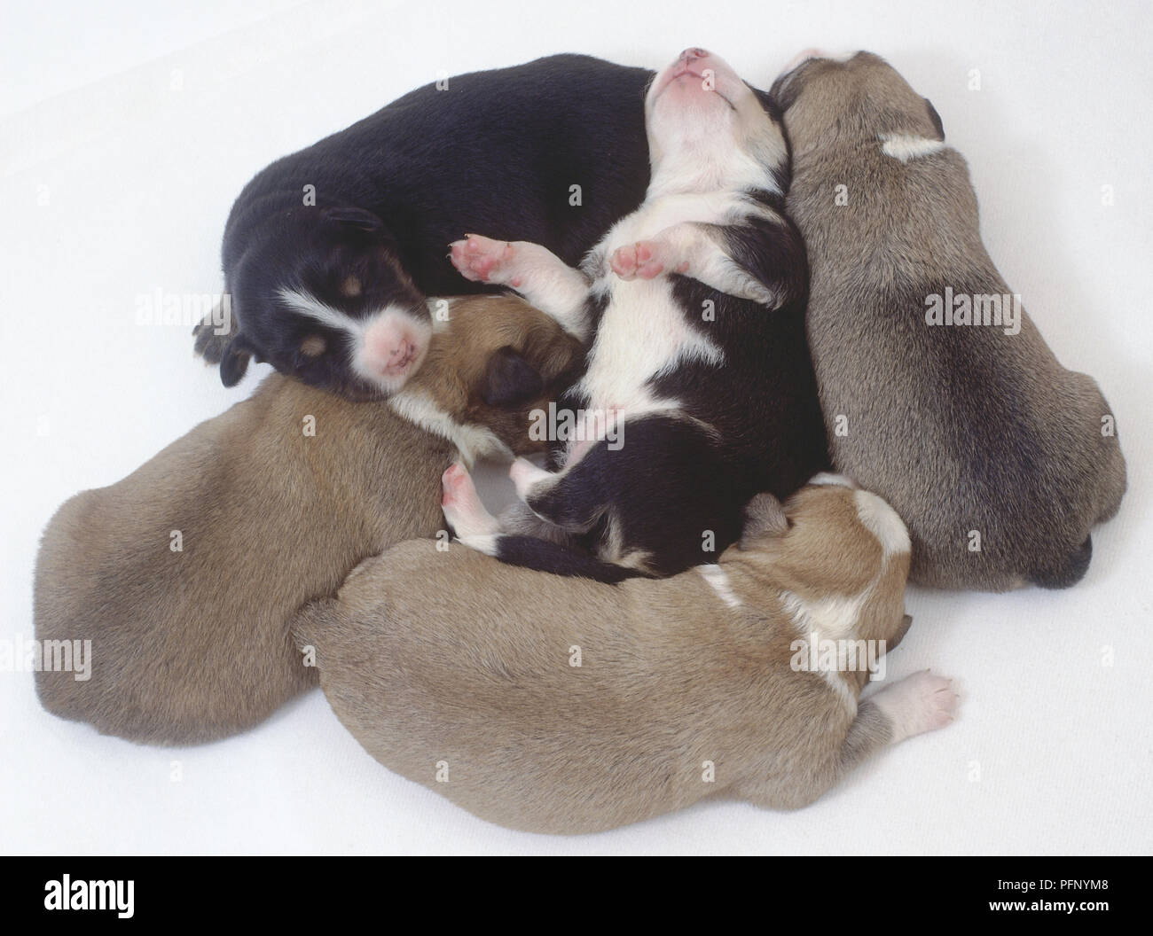 Mongrel Puppies