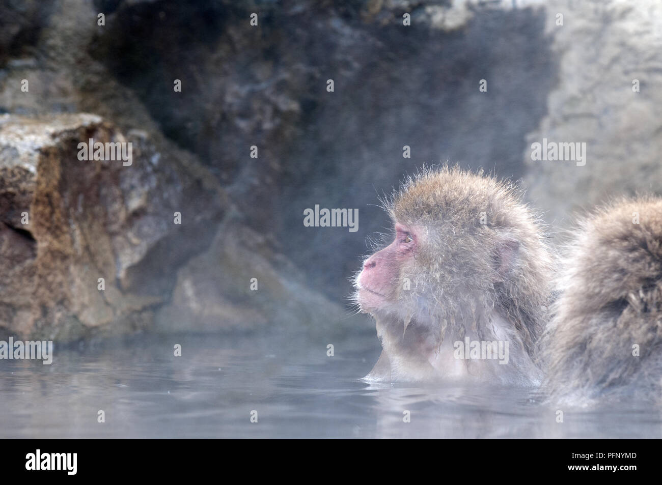 Japanese macaque or snow japanese monkey in onsen (Macaca fuscata ...