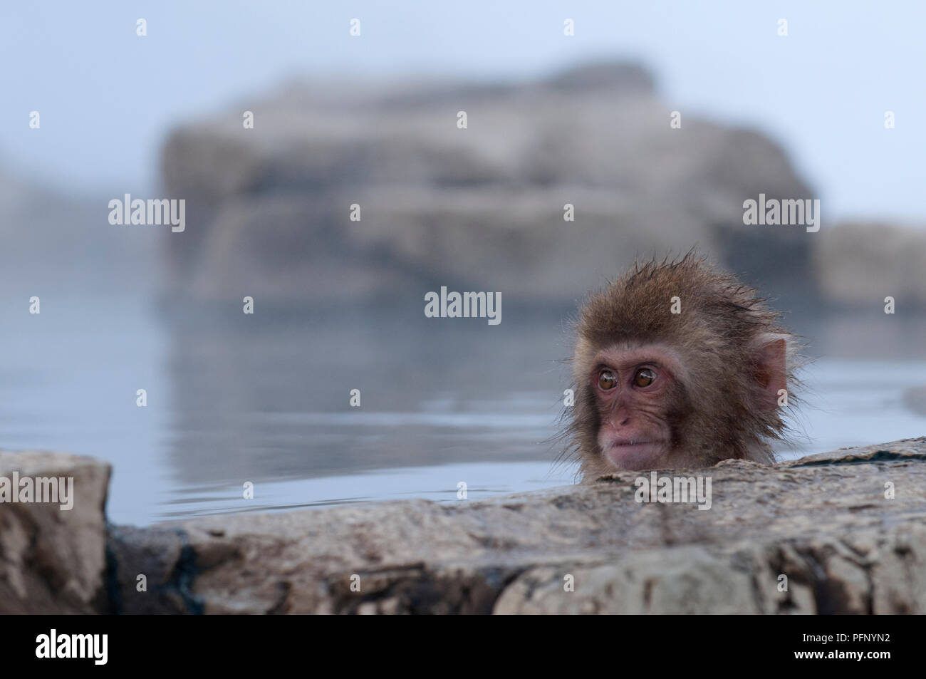 Japanese macaque or snow japanese monkey, baby, in onsen, playing with ...