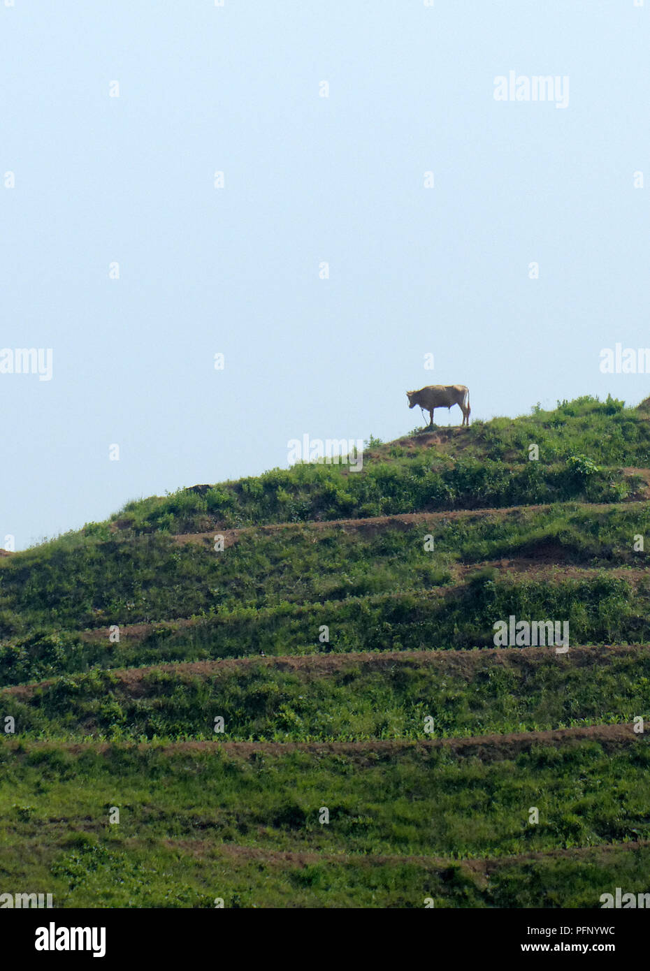 Single ox on a hillside, against a clear sky, North Korea Stock Photo ...