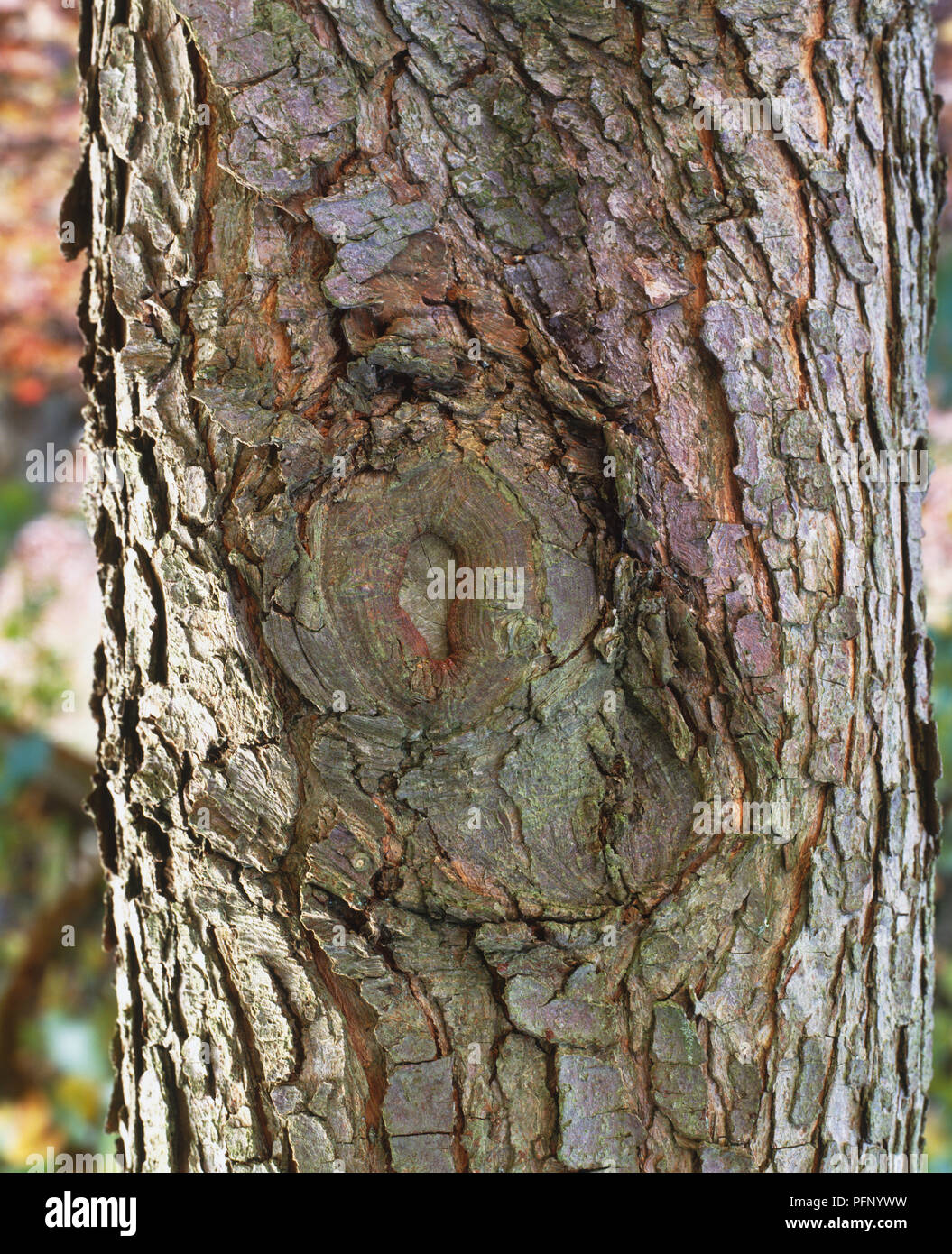 Section of bark showing healed cut, close up Stock Photo - Alamy