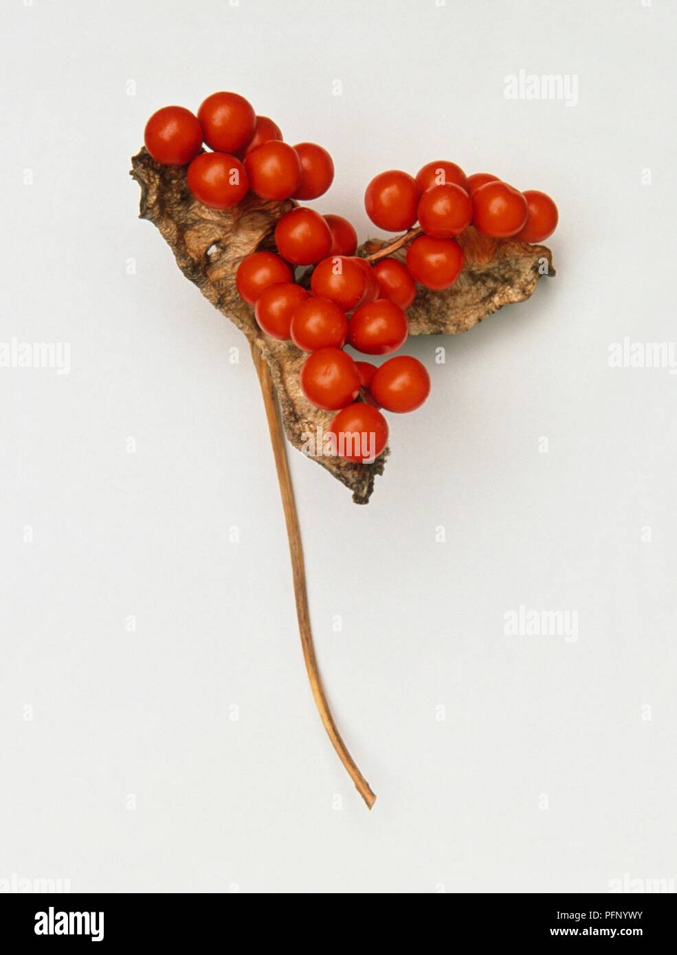 Iris foetidissima (Stinking iris), stem with clusters of red, berry ...