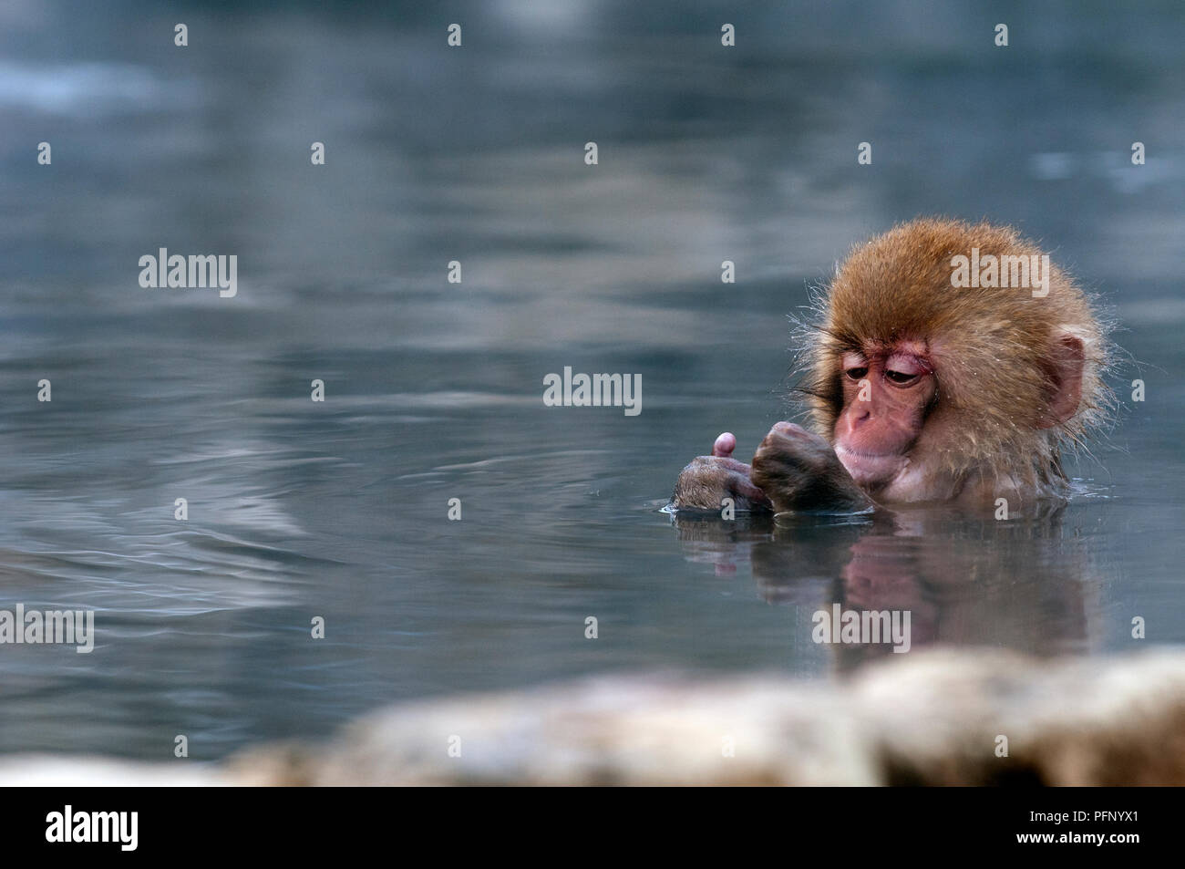 Japanese macaque or snow japanese monkey in onsen (Macaca fuscata ...