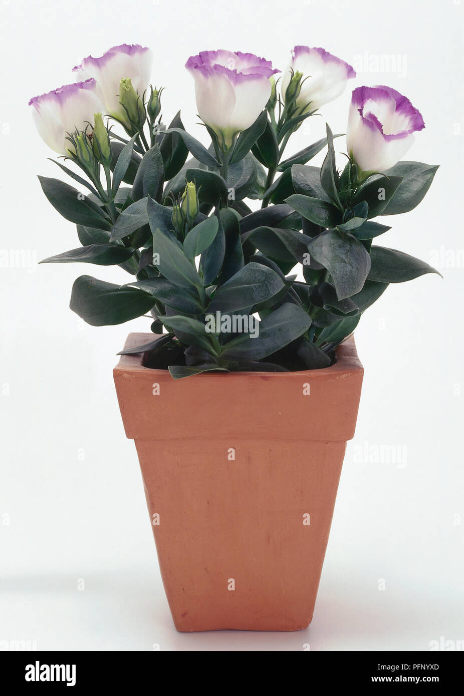 Prairie Gentian, Eustoma grandiflorum, in a plant pot Stock Photo - Alamy