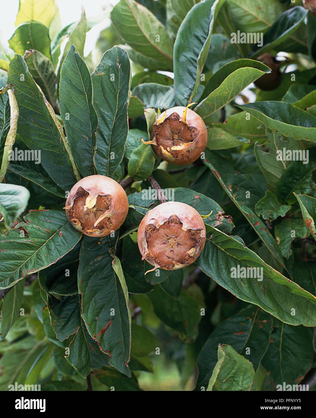 Mespilus germanica drink hi-res stock photography and images - Alamy