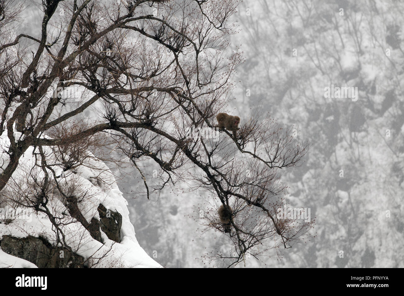 Japanese macaque or snow japanese monkey in a tree (Macaca fuscata ...