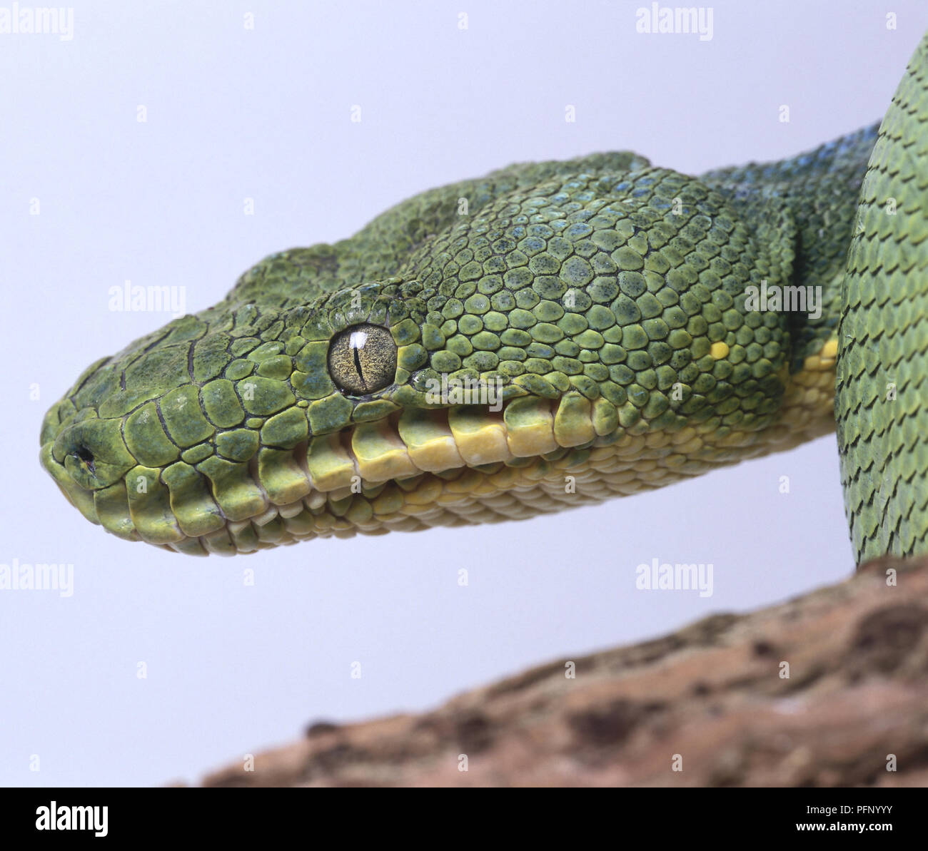 Emerald tree boa corallus caninus hi-res stock photography and images ...