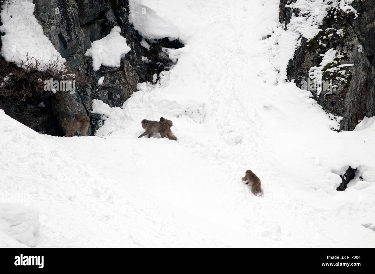 Japanese macaque or snow japanese monkey in the snow (Macaca fuscata ...