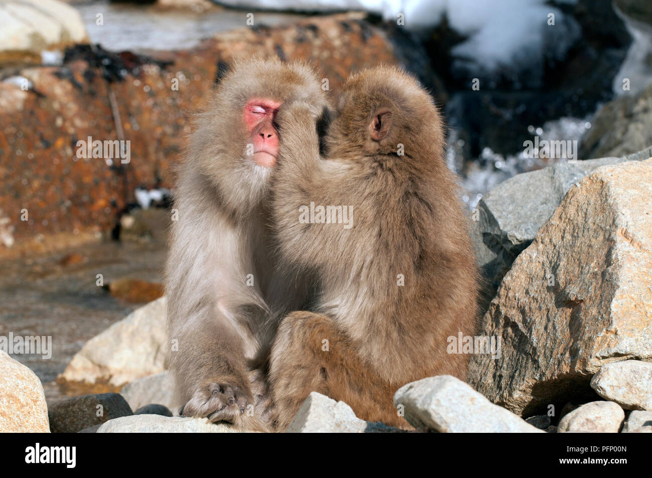 Japanese macaque or snow japanese monkey (Macaca fuscata), Japan Stock ...