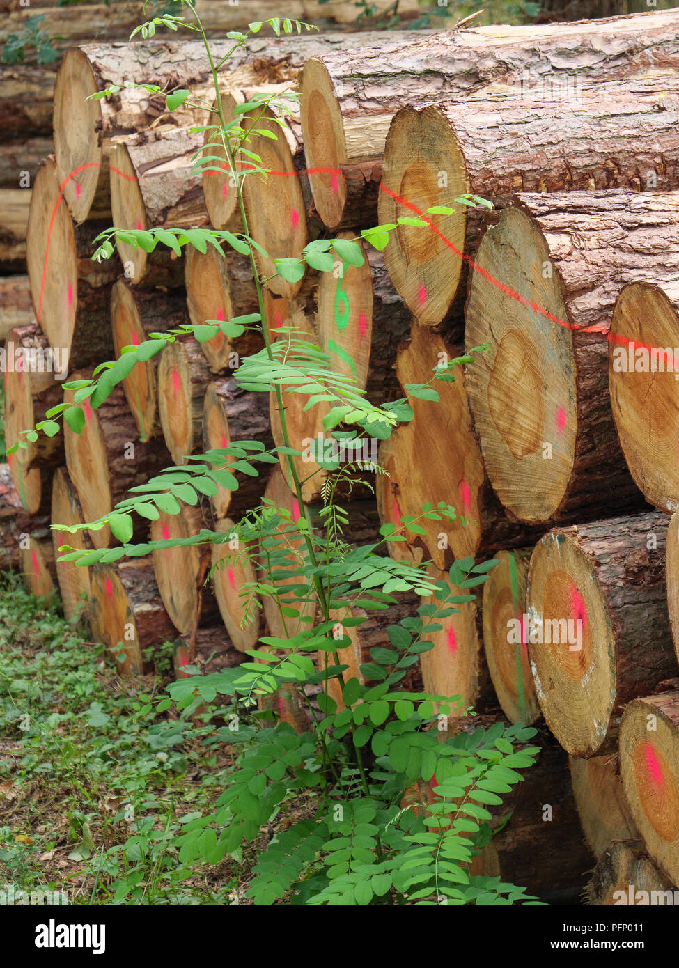 late summer in the german muensterland Stock Photo - Alamy