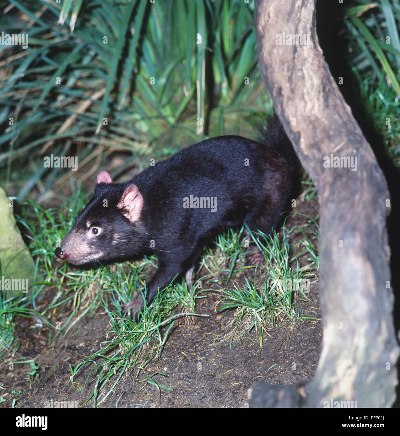 Tasmanian Devil (Sarcophilus harrisii), side view Stock Photo - Alamy