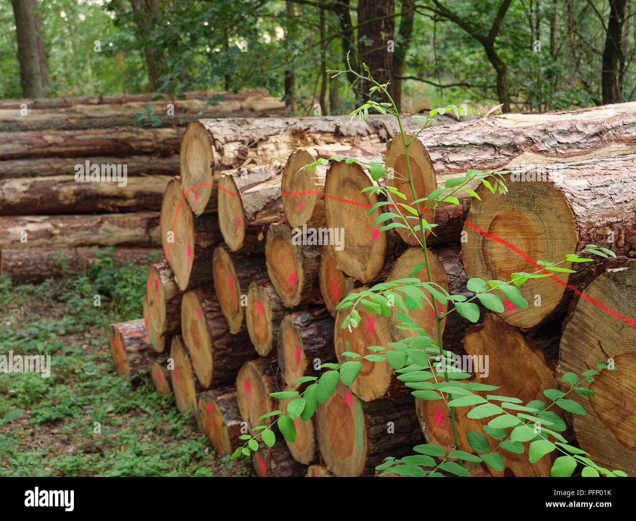 late summer in the german muensterland Stock Photo - Alamy