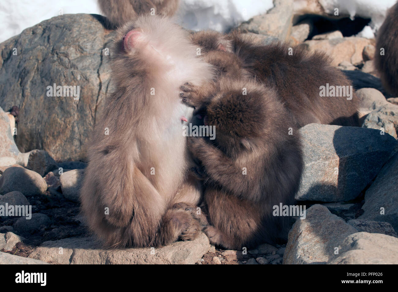 Japanese macaque or snow japanese monkey, mom and baby hungry (Macaca ...