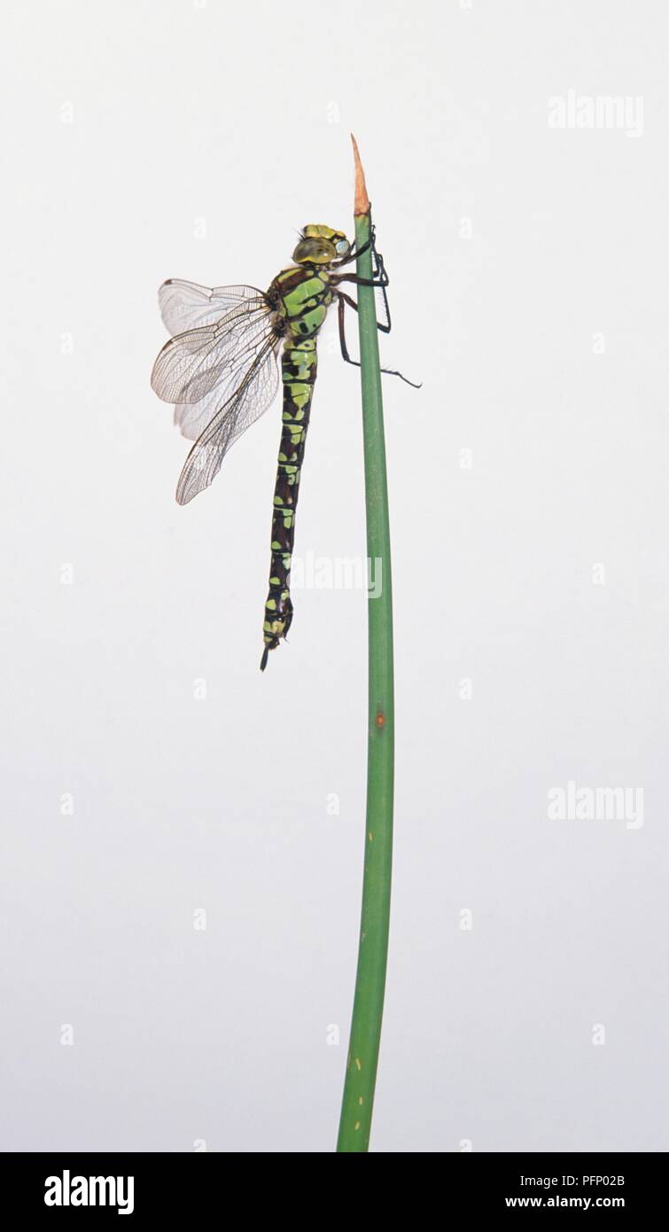 Southern hawker dragonfly (Aeshna cyanea) perching on a plant, side ...