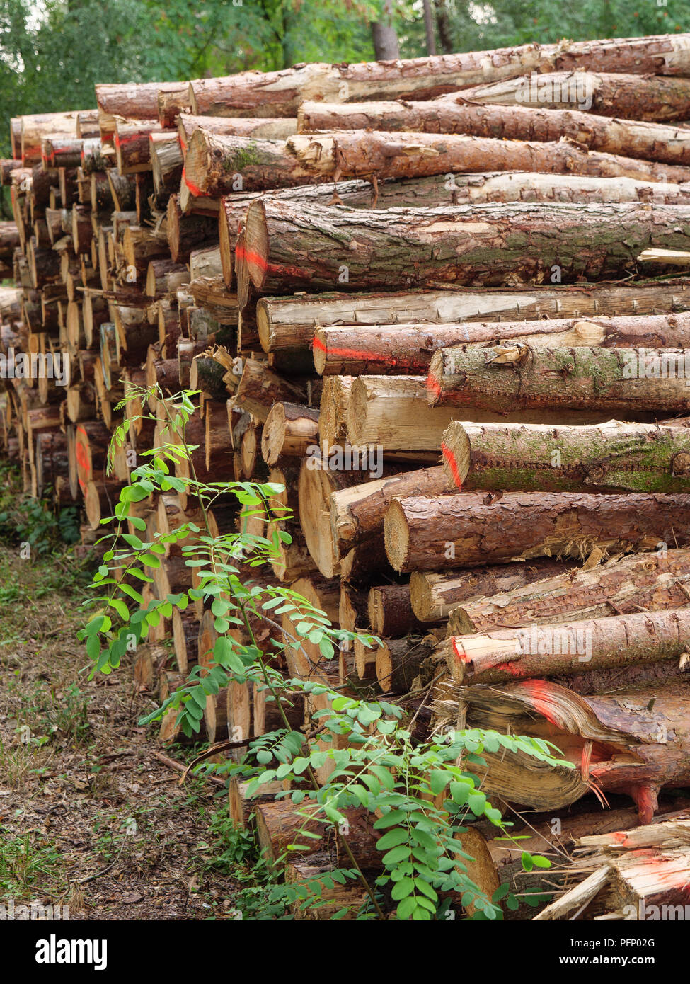 late summer in the german muensterland Stock Photo - Alamy
