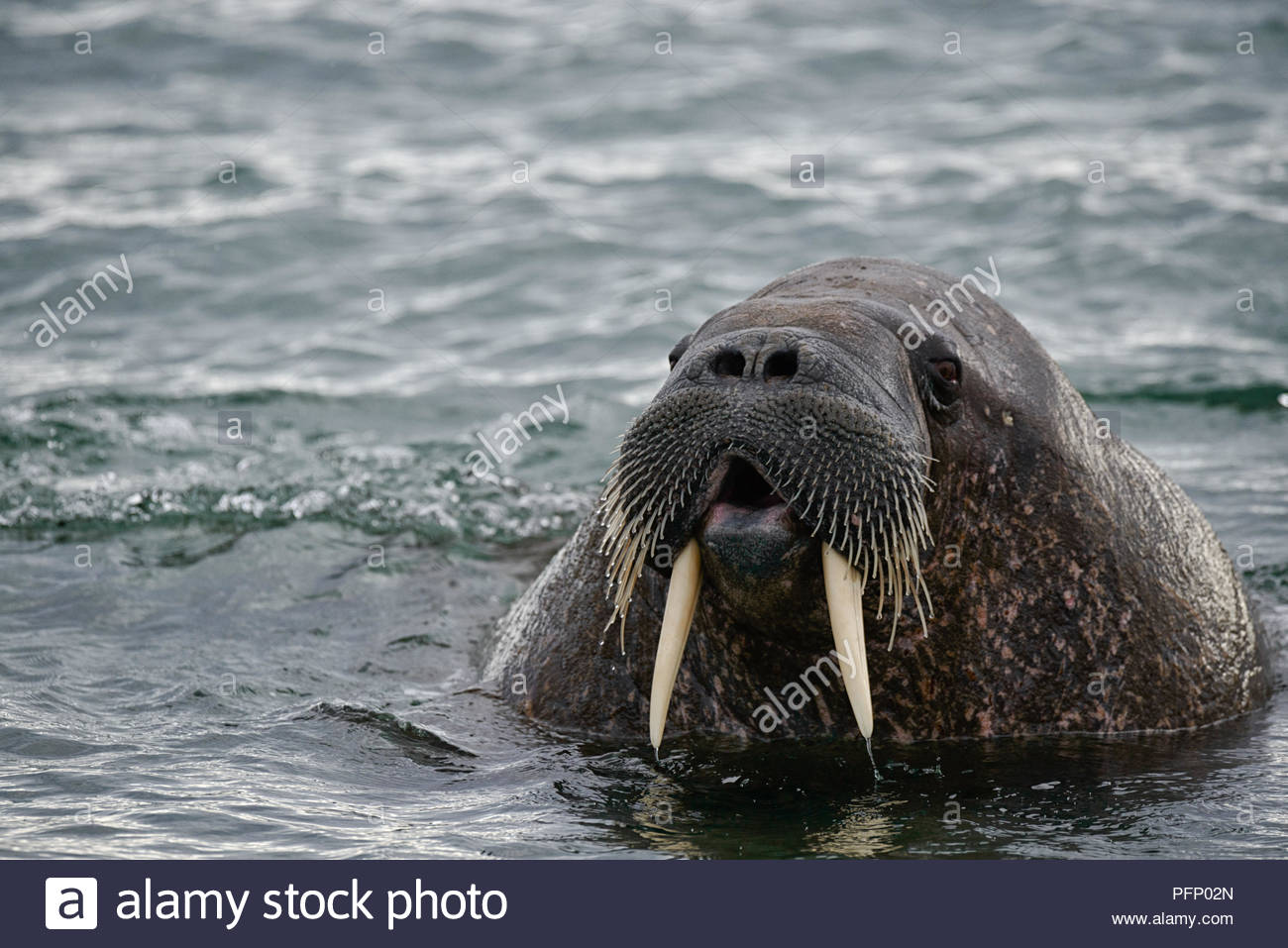Walrus Stock Photos & Walrus Stock Images - Alamy