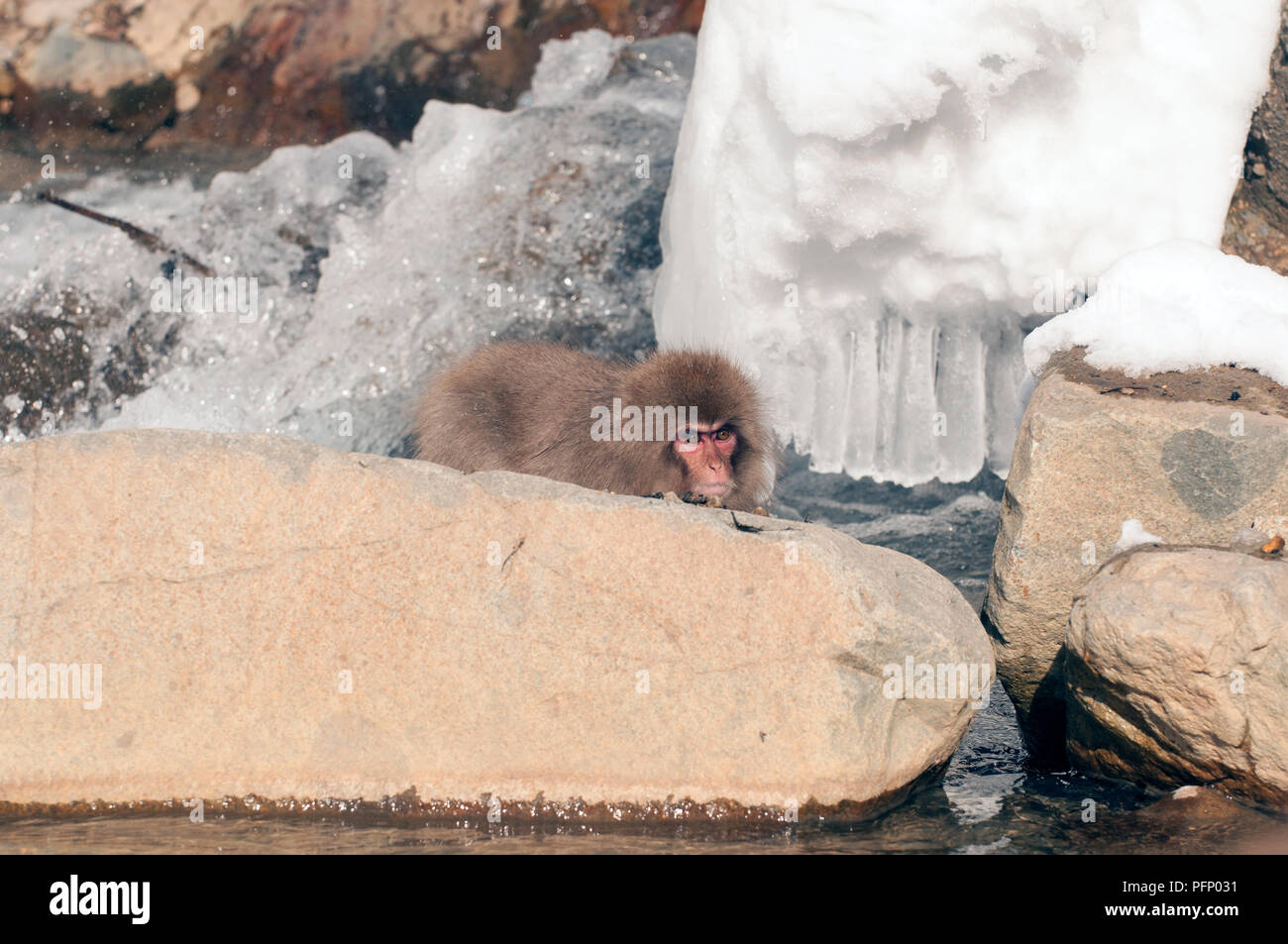 Japanese macaque or snow japanese monkey (Macaca fuscata), Japan Stock ...