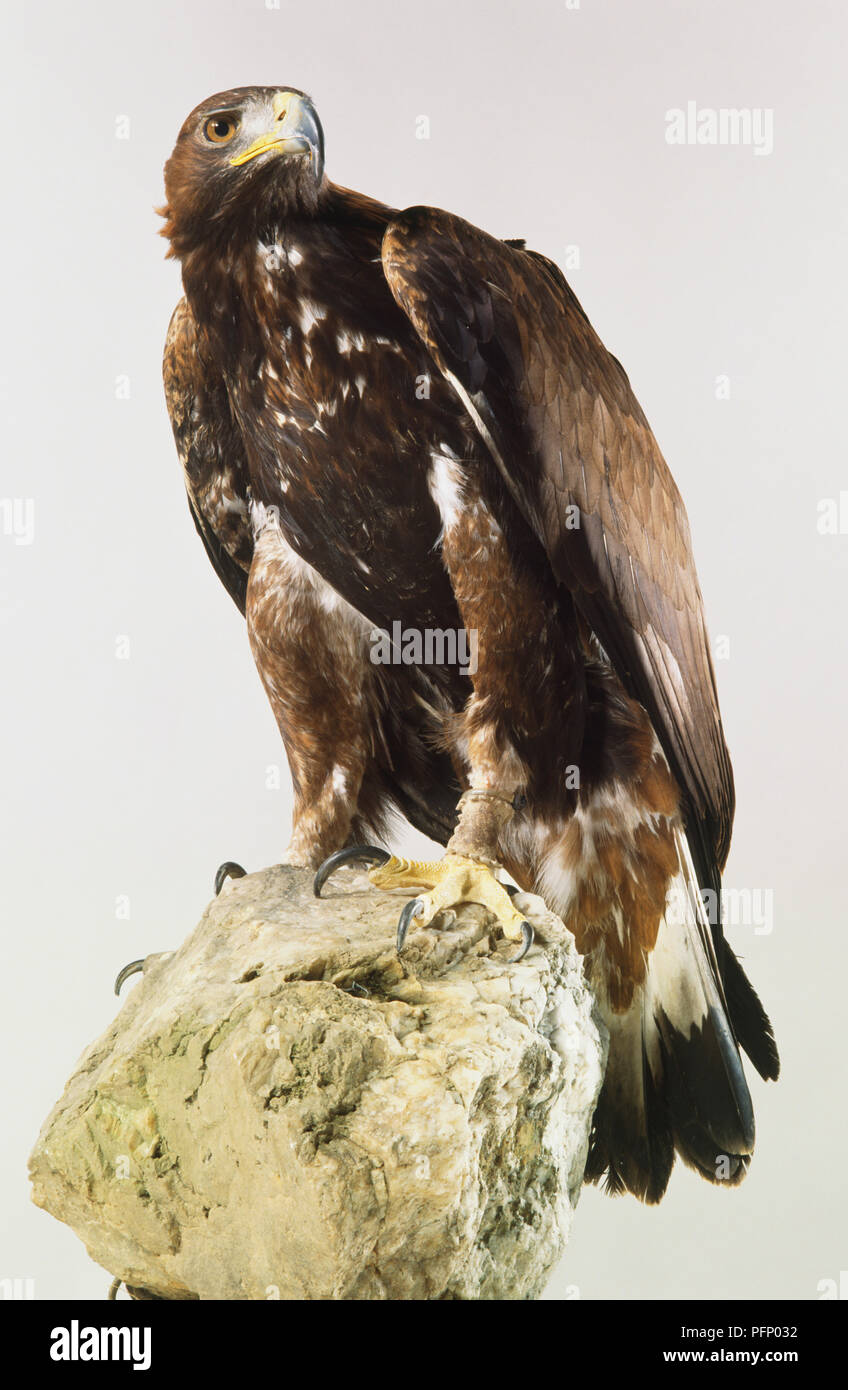 Golden eagle aquila chrysaetos with prey on rock hi-res stock ...