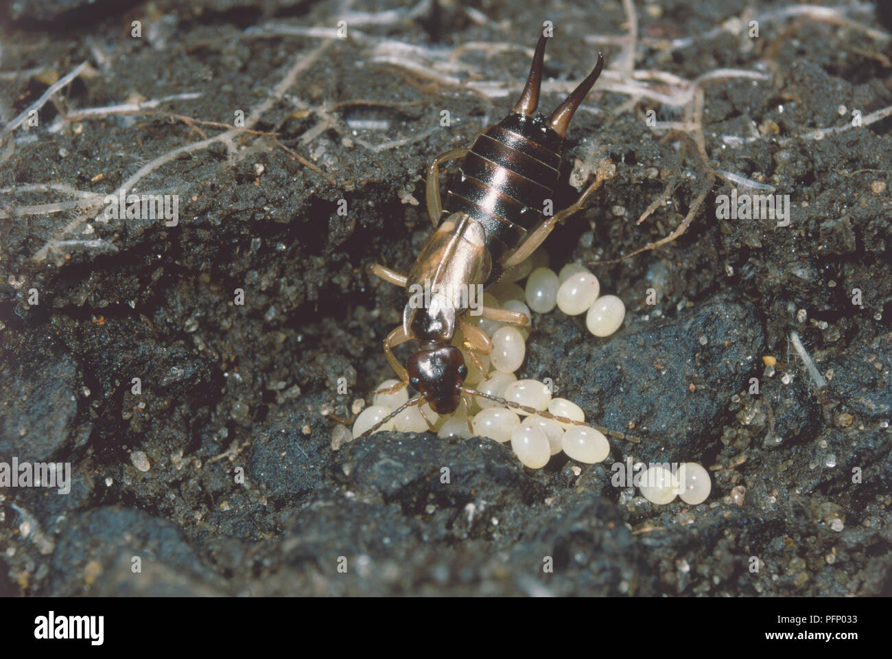 Earwig egg hi-res stock photography and images - Alamy