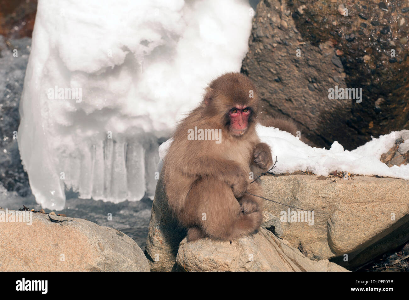 Japanese macaque or snow japanese monkey (Macaca fuscata), Japan Stock ...