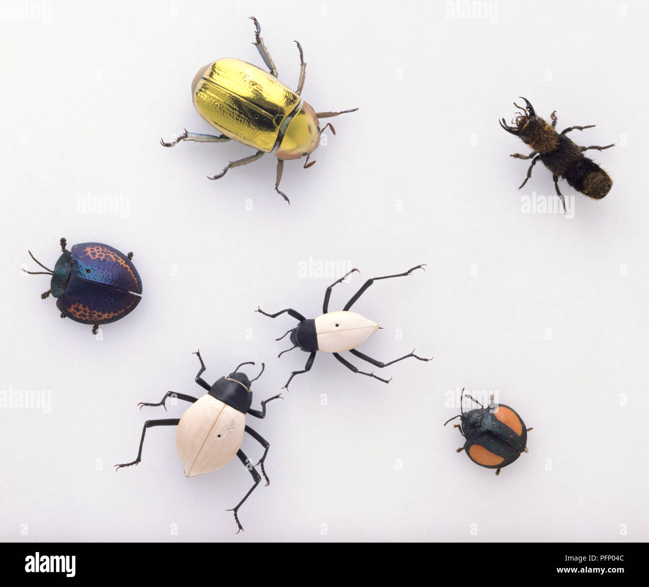 Above view of Darkling Beetle Stock Photo - Alamy